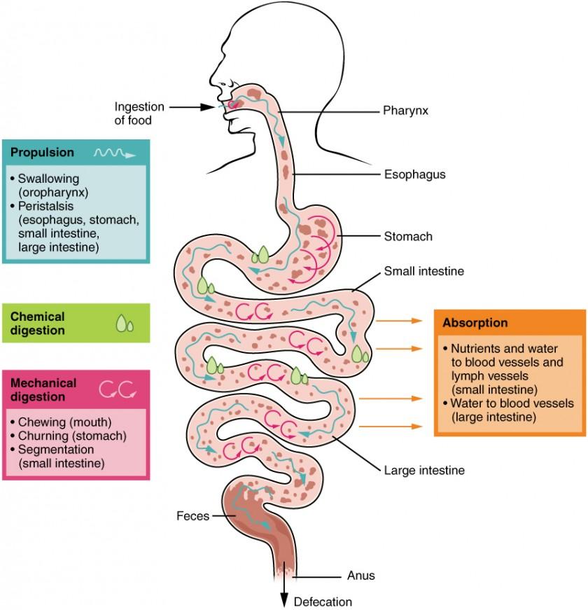 How Do We Digest Food? Poor Digestion, Foods Aiding Digestion,...